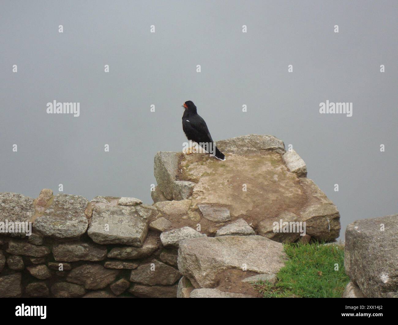 Mountain Caracara (Daptrius megalopterus) Aves Stock Photo - Alamy