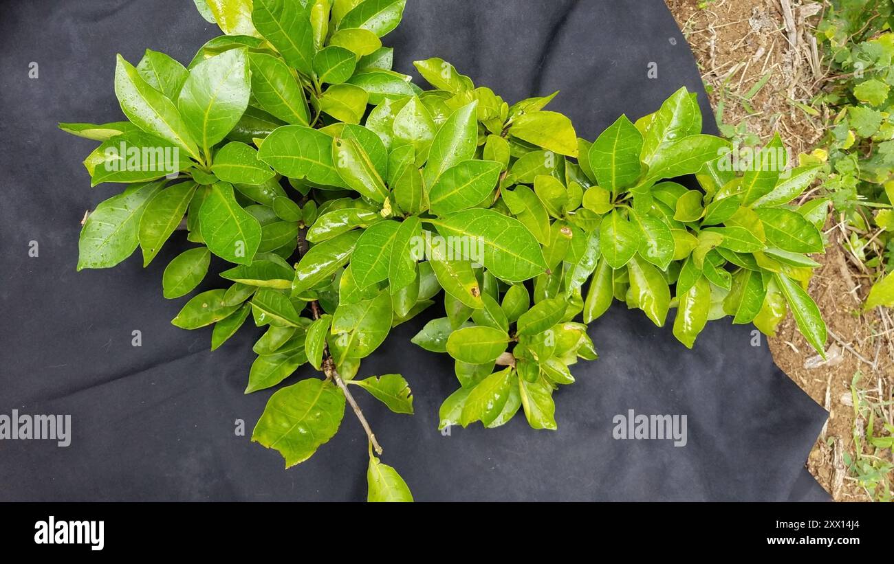 Native Bougainvillea (Pisonia aculeata) Plantae Stock Photo - Alamy