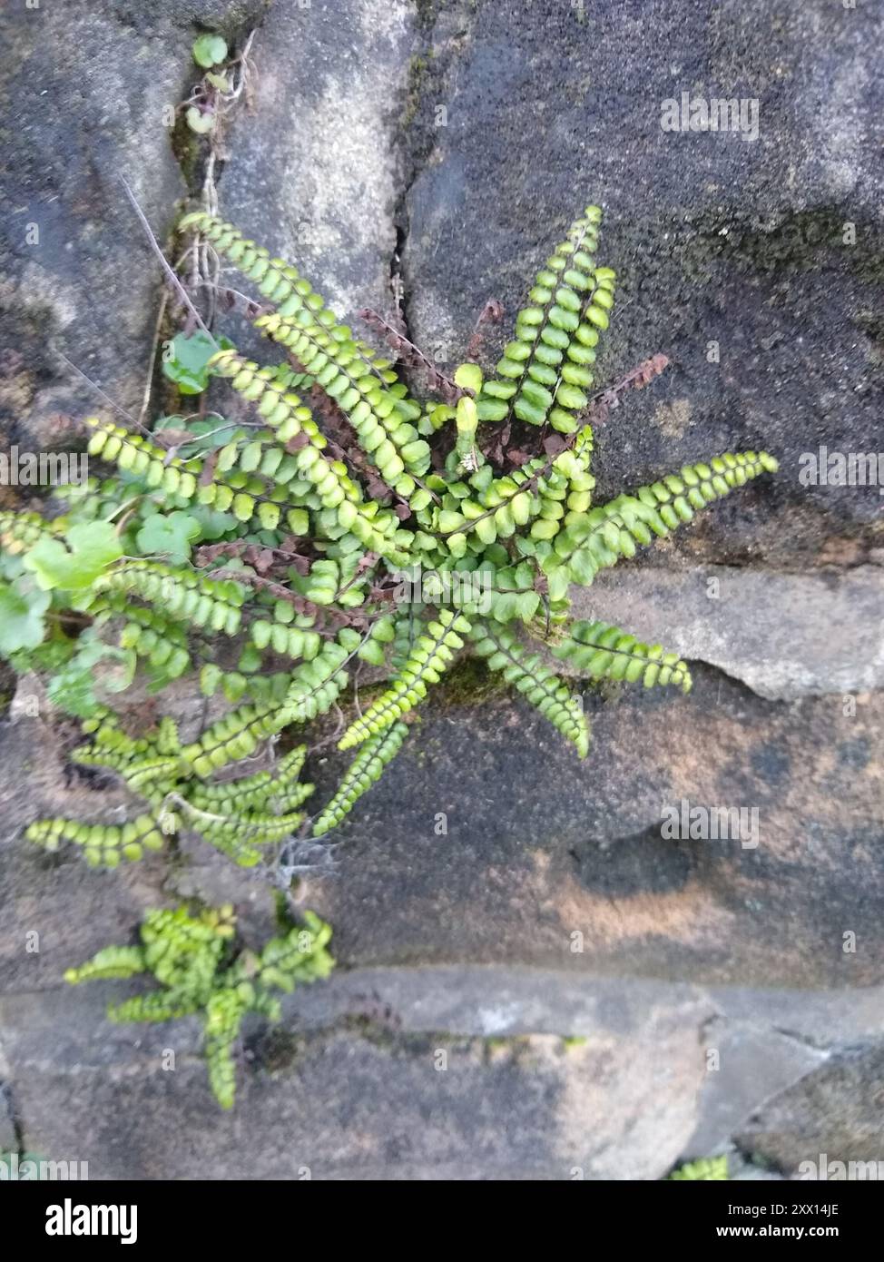 maidenhair spleenwort (Asplenium trichomanes) Plantae Stock Photo - Alamy