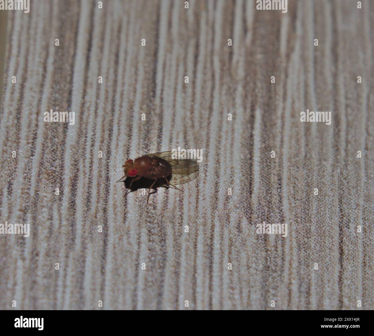Small Fruit Flies (Drosophila) Insecta Stock Photo - Alamy