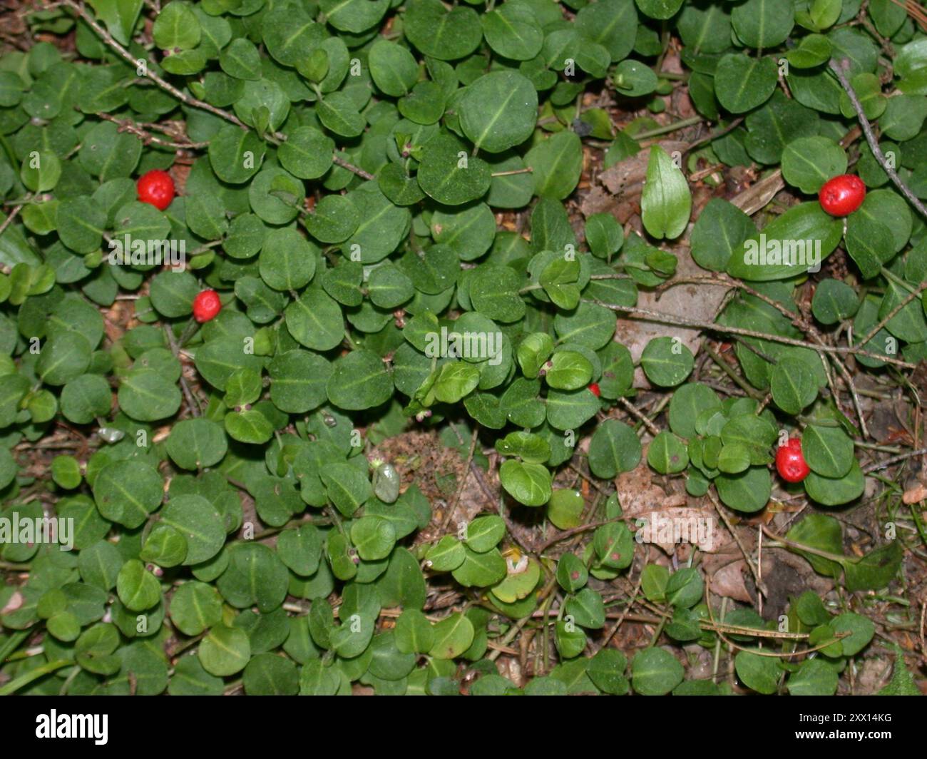 partridgeberry (Mitchella repens) Plantae Stock Photo - Alamy