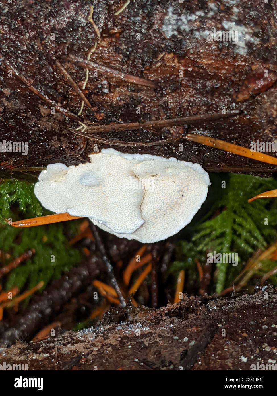 shelf fungi (Polyporales) Fungi Stock Photo - Alamy