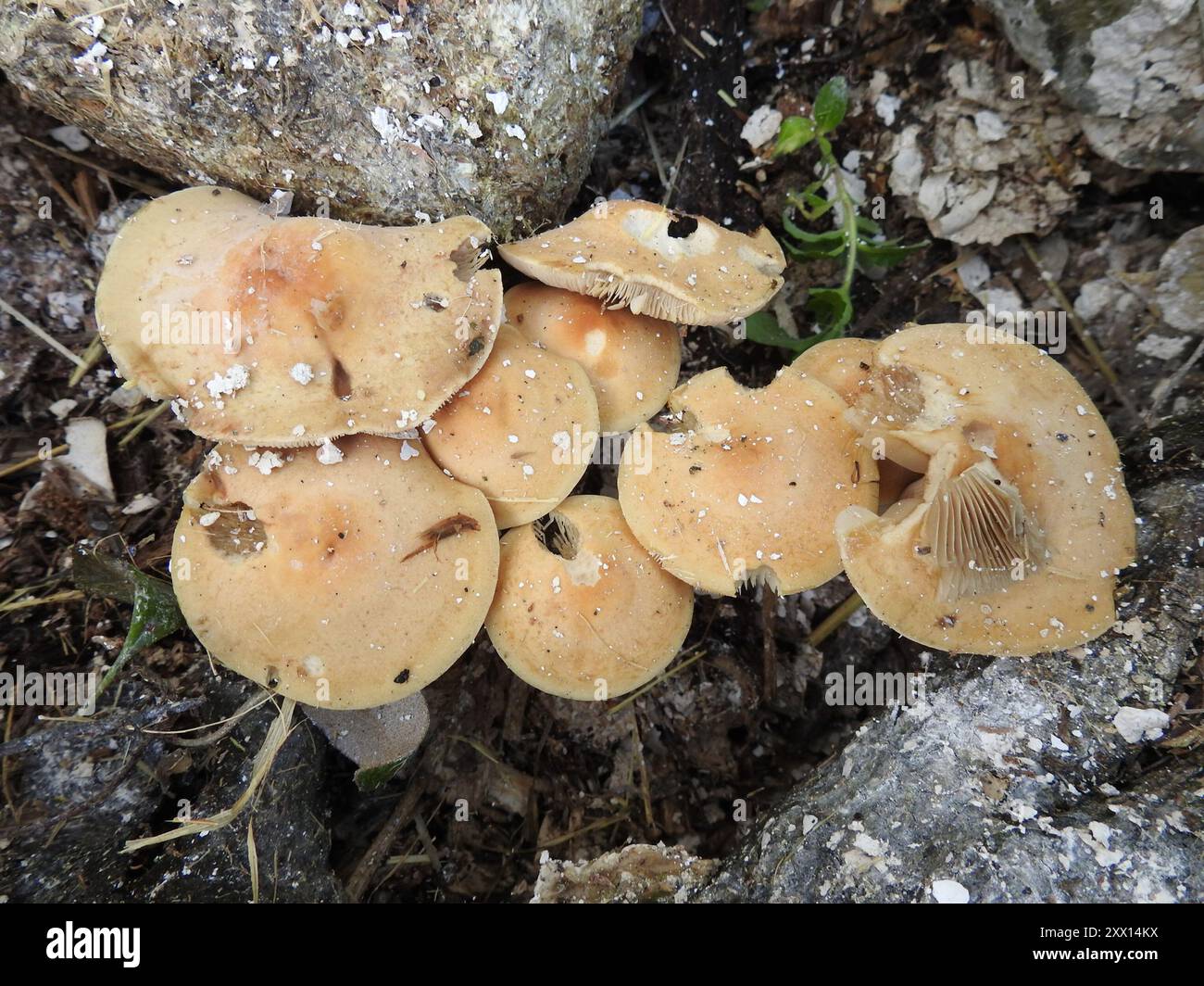 Mulch Fieldcap (Agrocybe putaminum) Fungi Stock Photo - Alamy