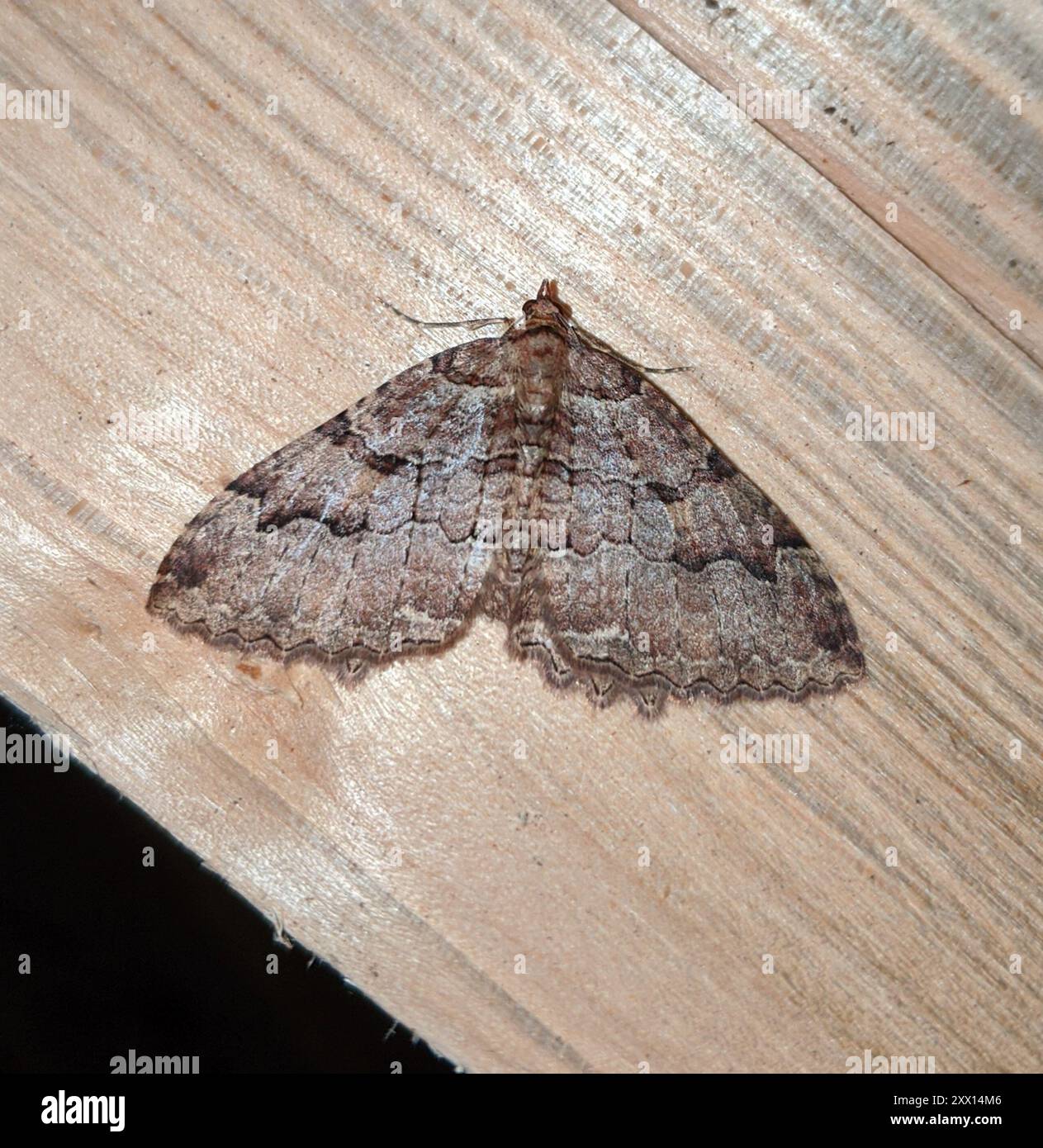 Tissue Moth (Triphosa haesitata) Insecta Stock Photo - Alamy