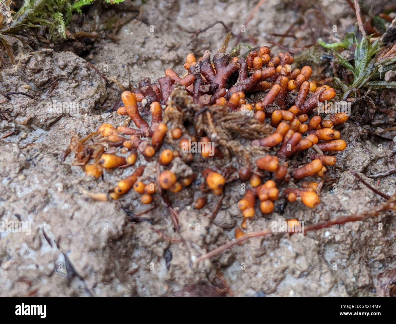 Frankia alni hi-res stock photography and images - Alamy