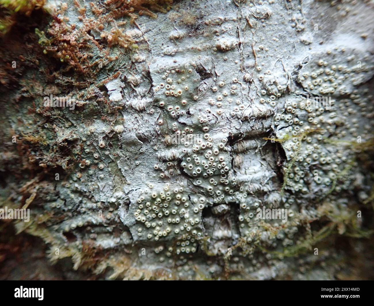Bark Barnacles (Thelotrema lepadinum) Fungi Stock Photo - Alamy