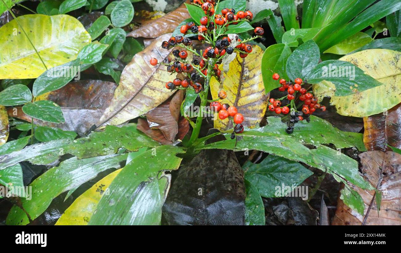 Xiphidium caeruleum hi-res stock photography and images - Alamy
