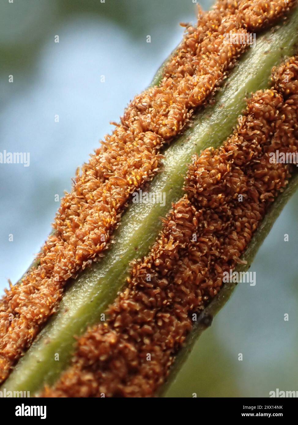 Lanceleaf Tongue Fern (Pyrrosia lanceolata) Plantae Stock Photo - Alamy
