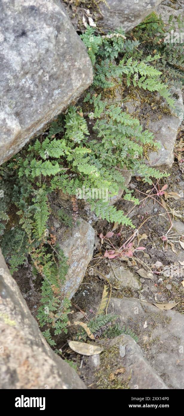 lace lip fern (Myriopteris gracillima) Plantae Stock Photo - Alamy