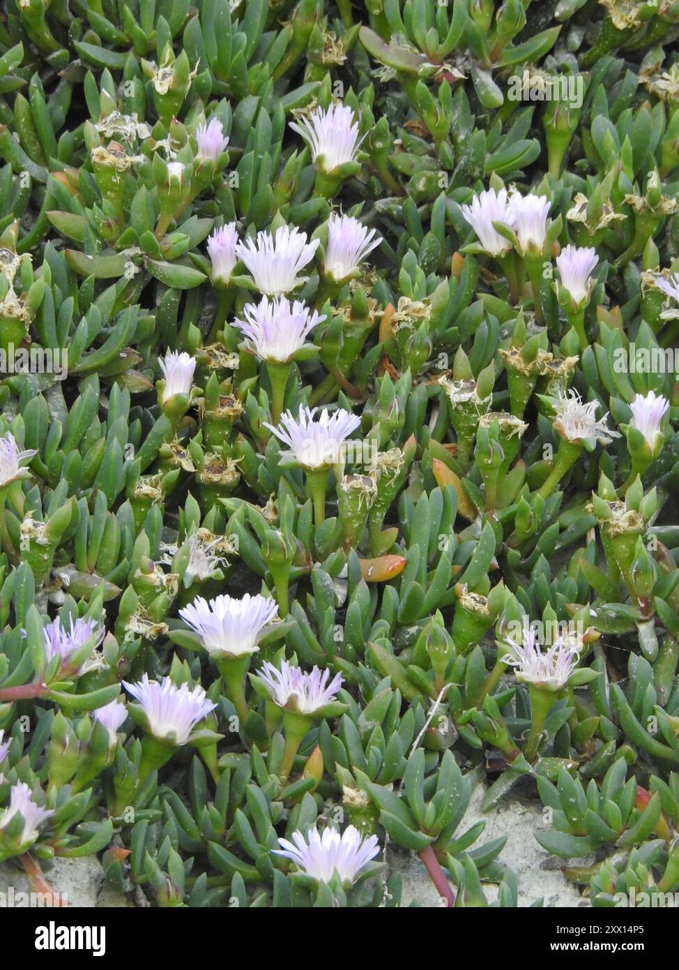 New Zealand Ice Plant (Disphyma australe) Plantae Stock Photo - Alamy