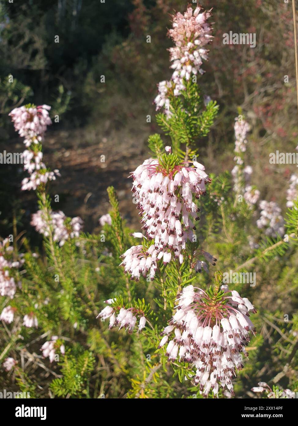 Mediterranean Heath (Erica multiflora) Plantae Stock Photo - Alamy