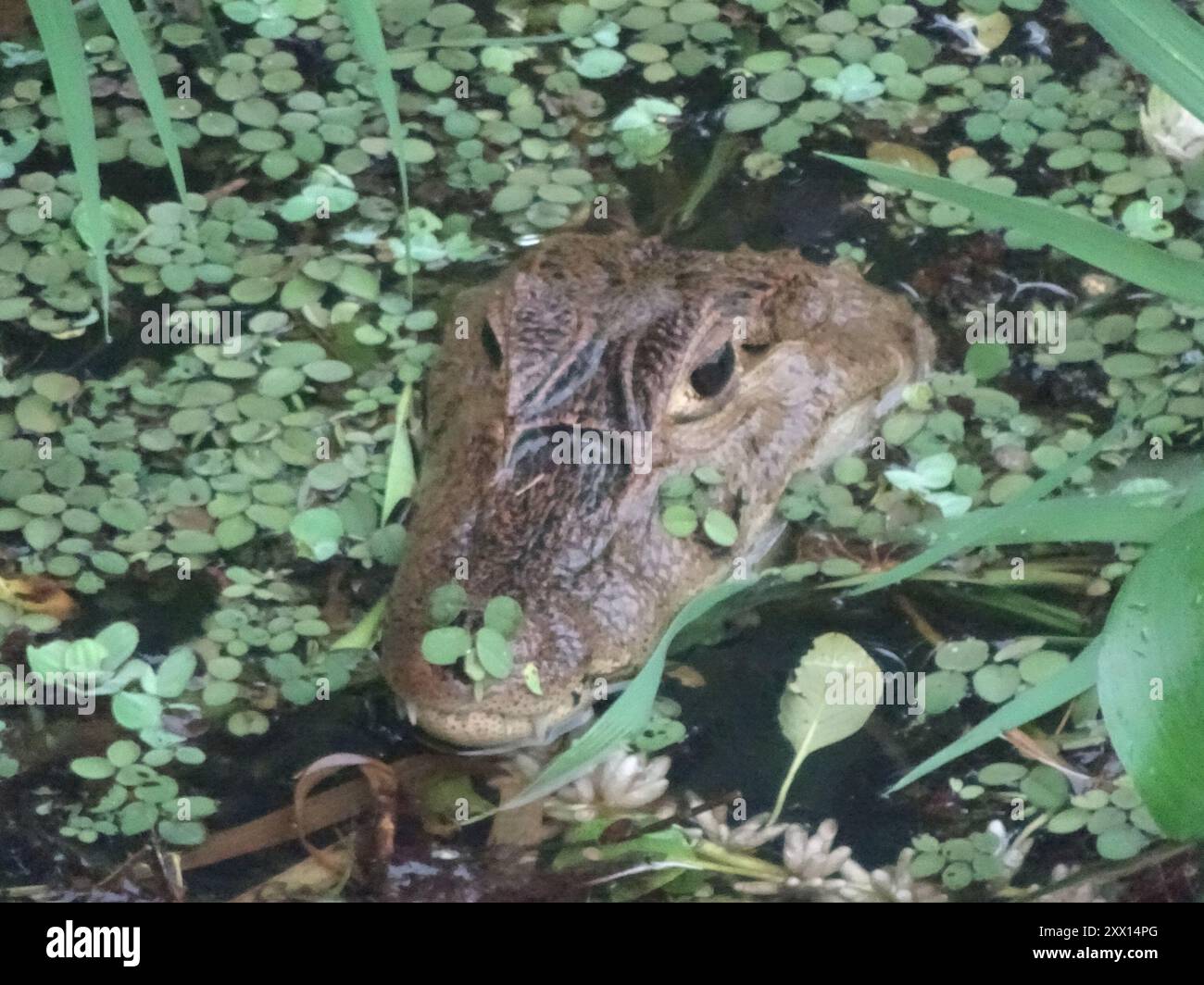 Brown Caiman (Caiman crocodilus fuscus) Reptilia Stock Photo - Alamy