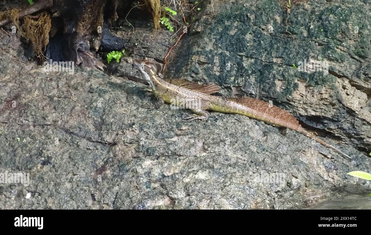 Common Basilisk (Basiliscus basiliscus) Reptilia Stock Photo - Alamy