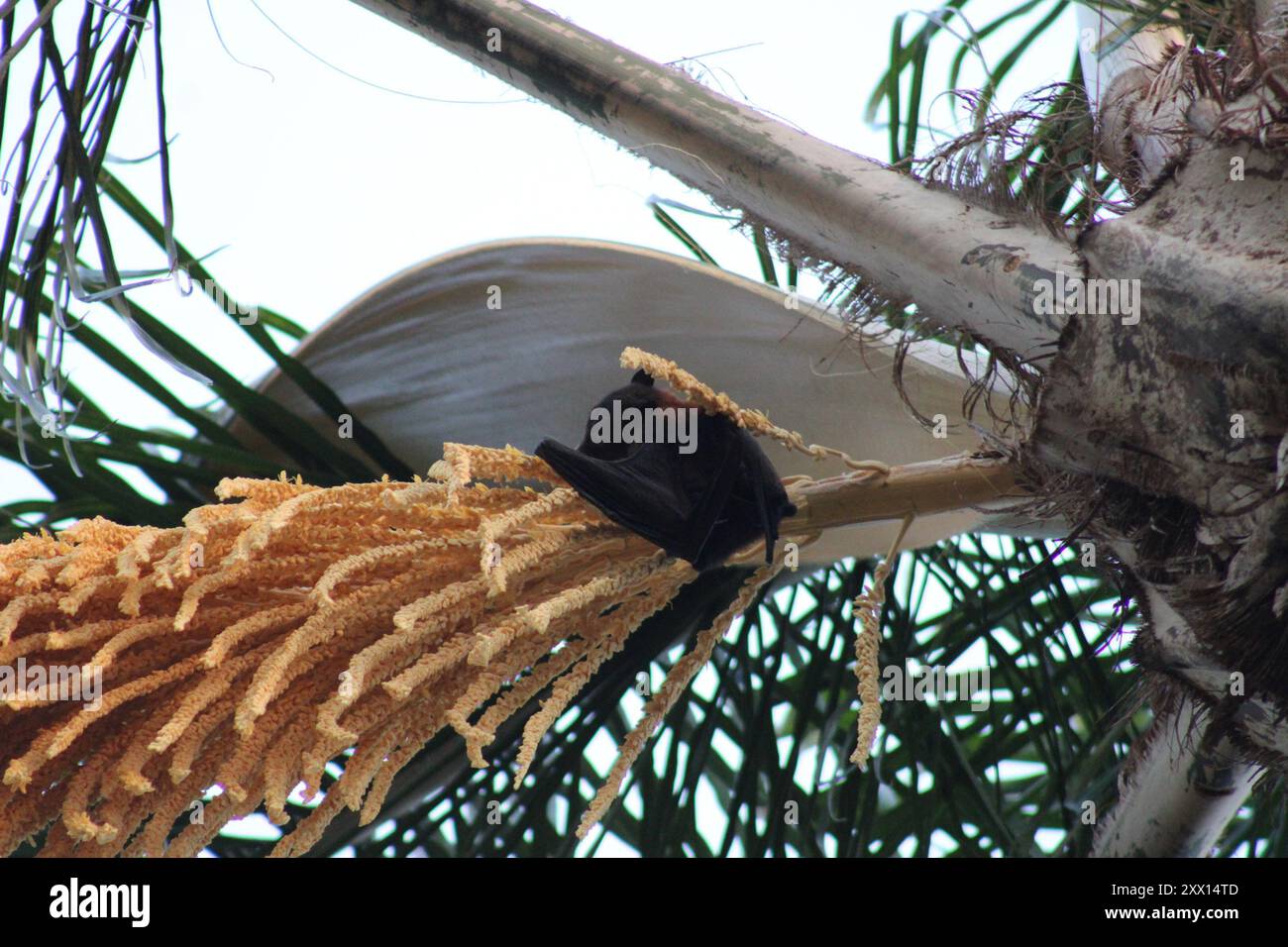 Black Flying-fox (Pteropus alecto) Mammalia Stock Photo - Alamy