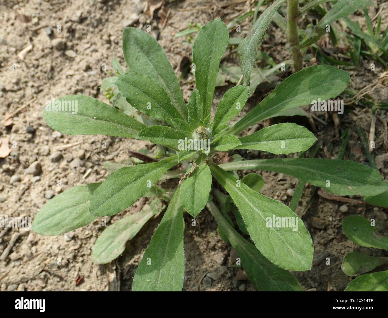 Purple Cudweed (Gamochaeta purpurea) Plantae Stock Photo - Alamy