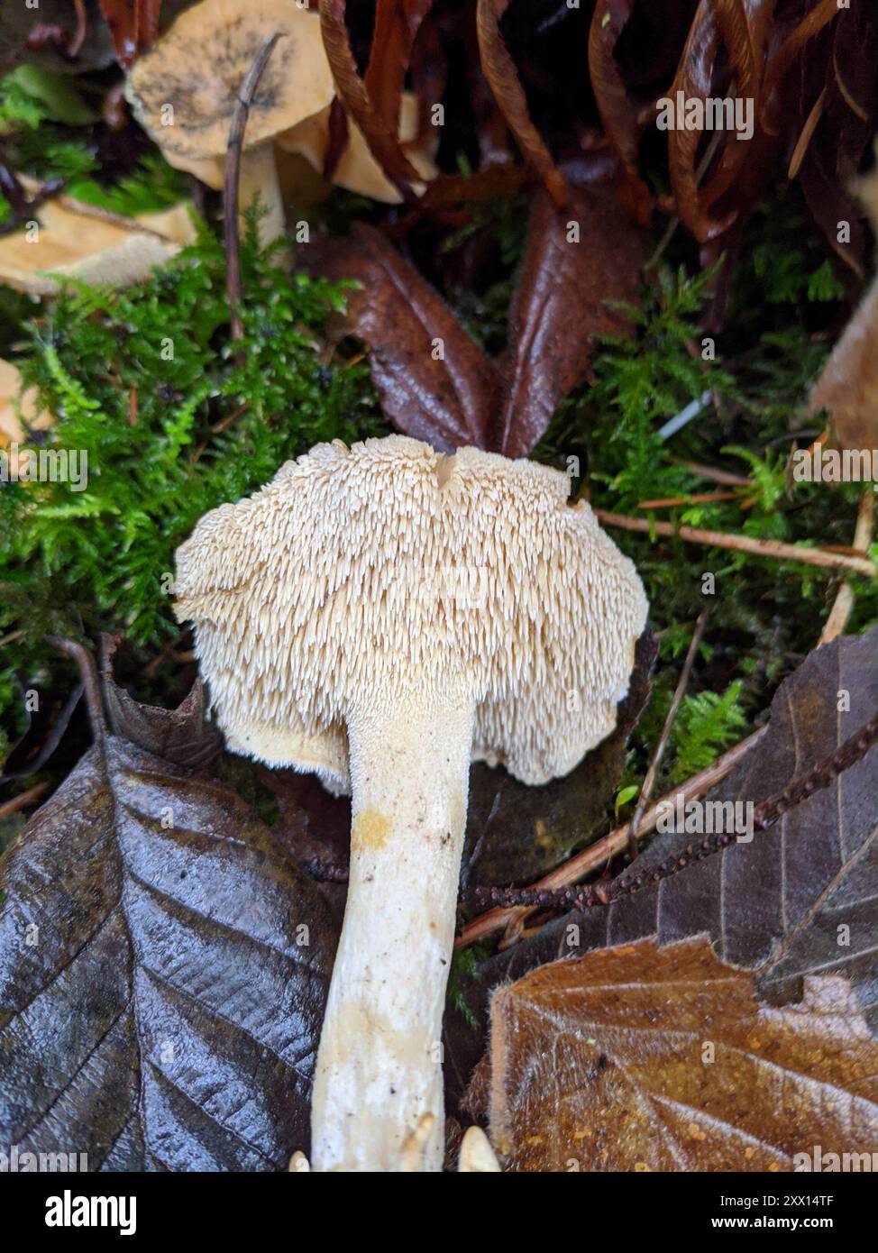 depressed hedgehog (Hydnum umbilicatum) Fungi Stock Photo - Alamy