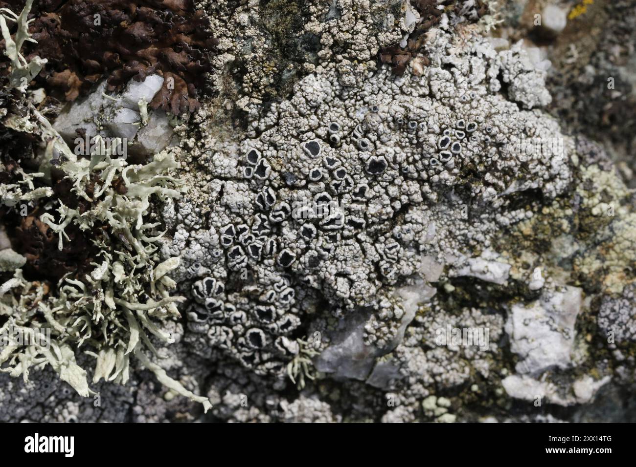 common lichens (Lecanoromycetes) Fungi Stock Photo - Alamy