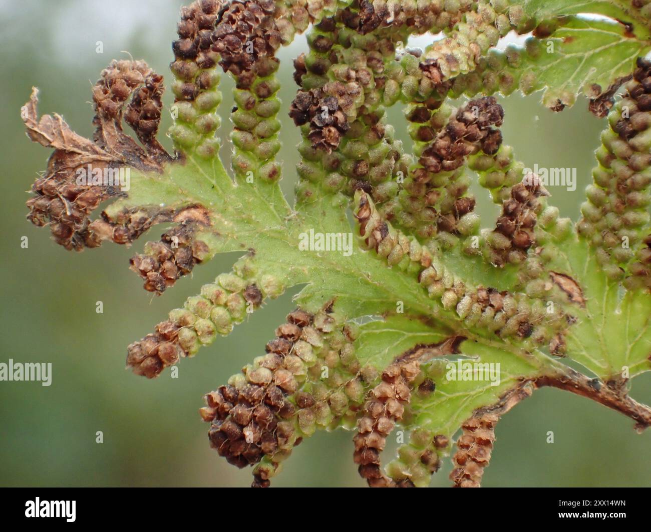 Japanese climbing fern (Lygodium japonicum) Plantae Stock Photo - Alamy