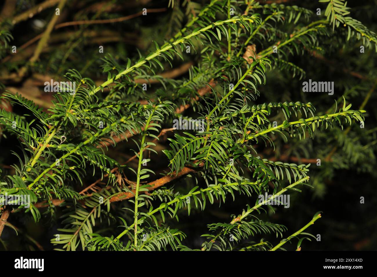 common yew (Taxus baccata) Plantae Stock Photo - Alamy
