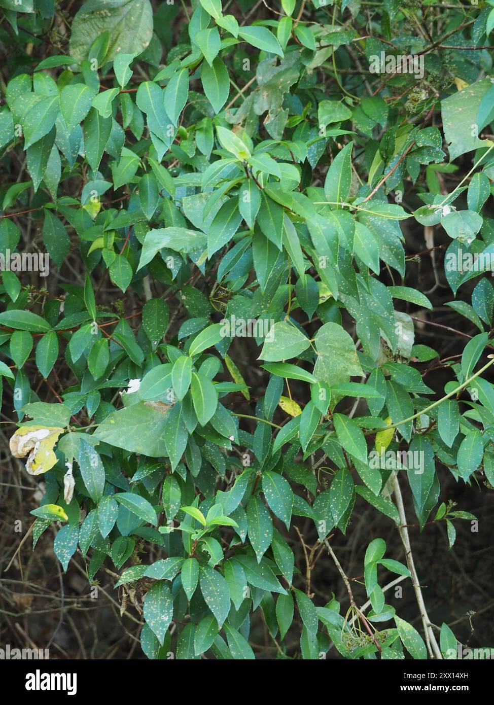 Chinese Hydrangea (Hydrangea chinensis) Plantae Stock Photo - Alamy