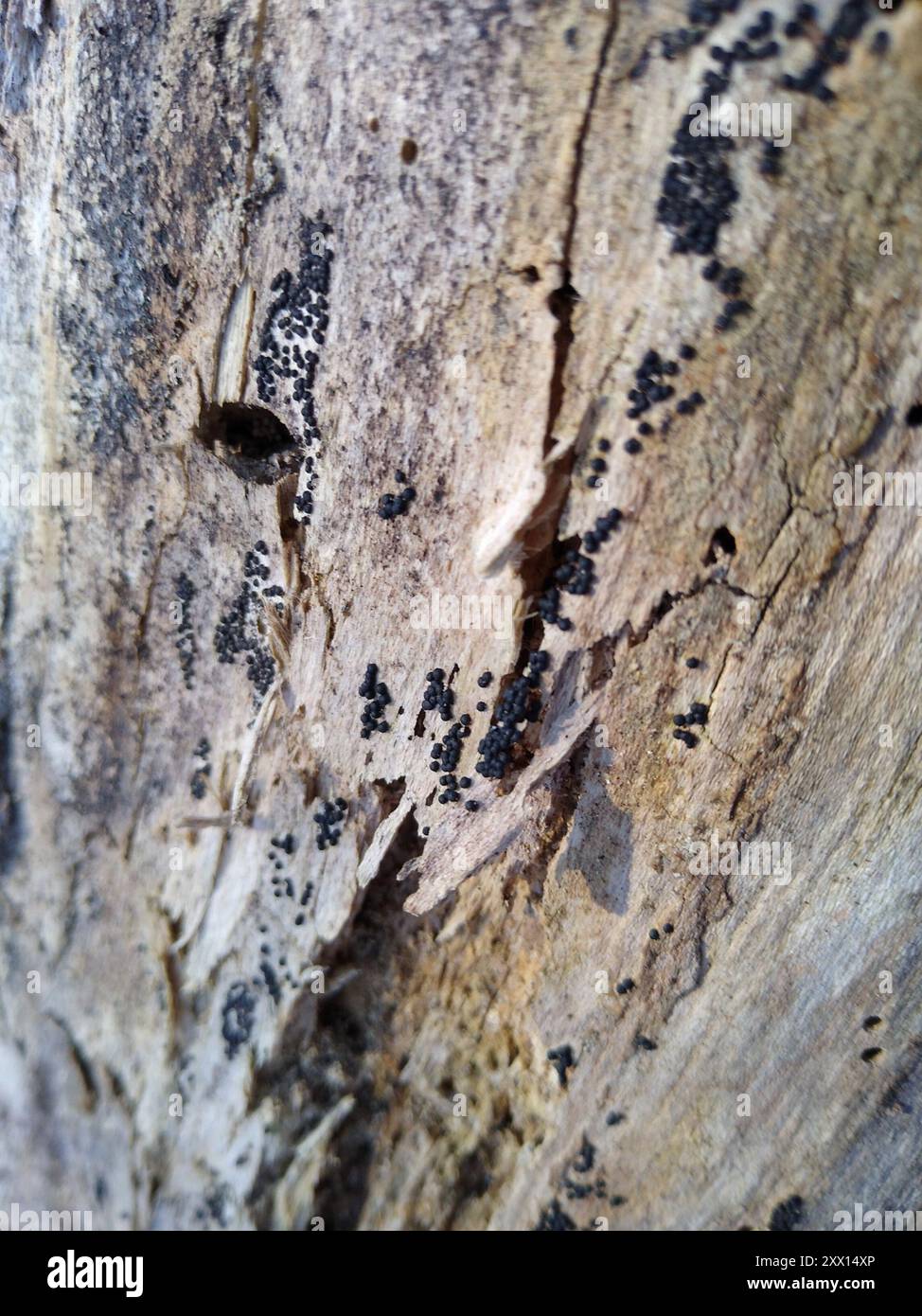 (Rosellinia subiculata) Fungi Stock Photo - Alamy