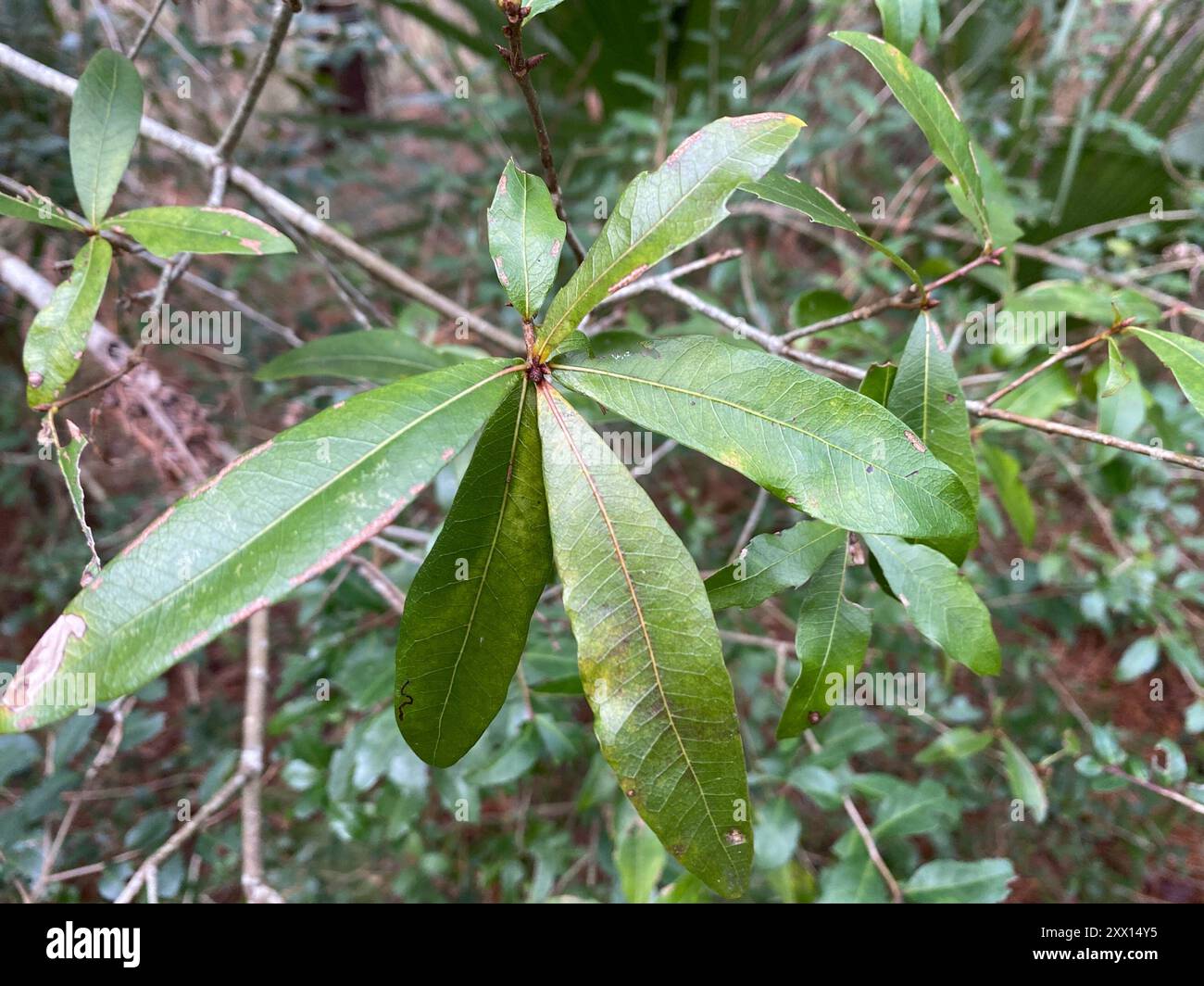 Darlington Oak (Quercus hemisphaerica) Plantae Stock Photo - Alamy