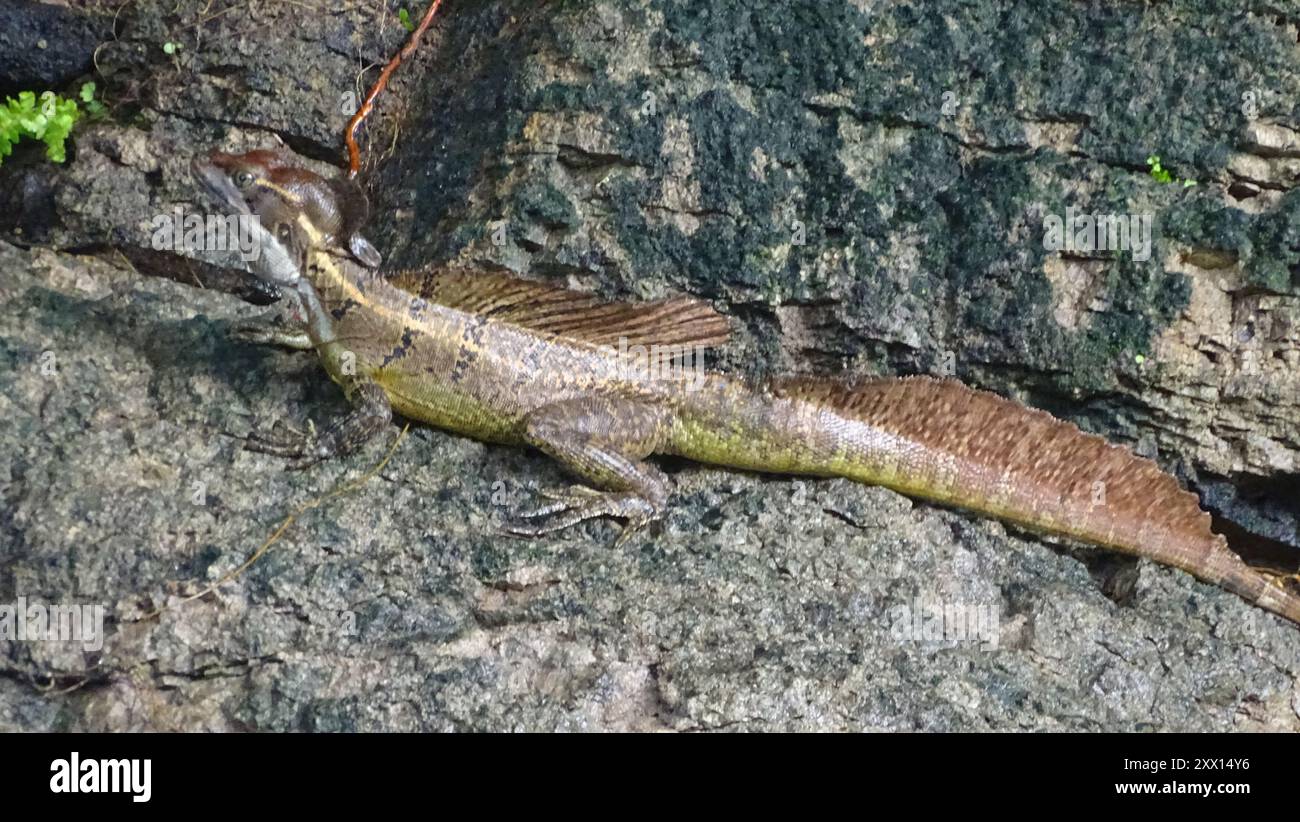 Common Basilisk (Basiliscus basiliscus) Reptilia Stock Photo - Alamy