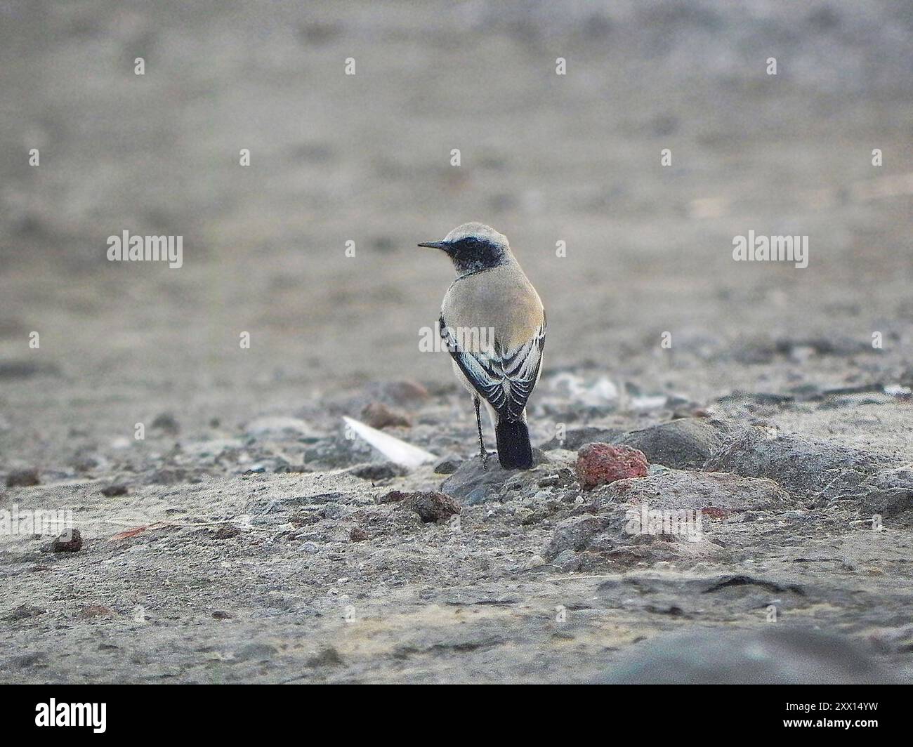 Desert Wheatear (Oenanthe deserti) Aves Stock Photo - Alamy