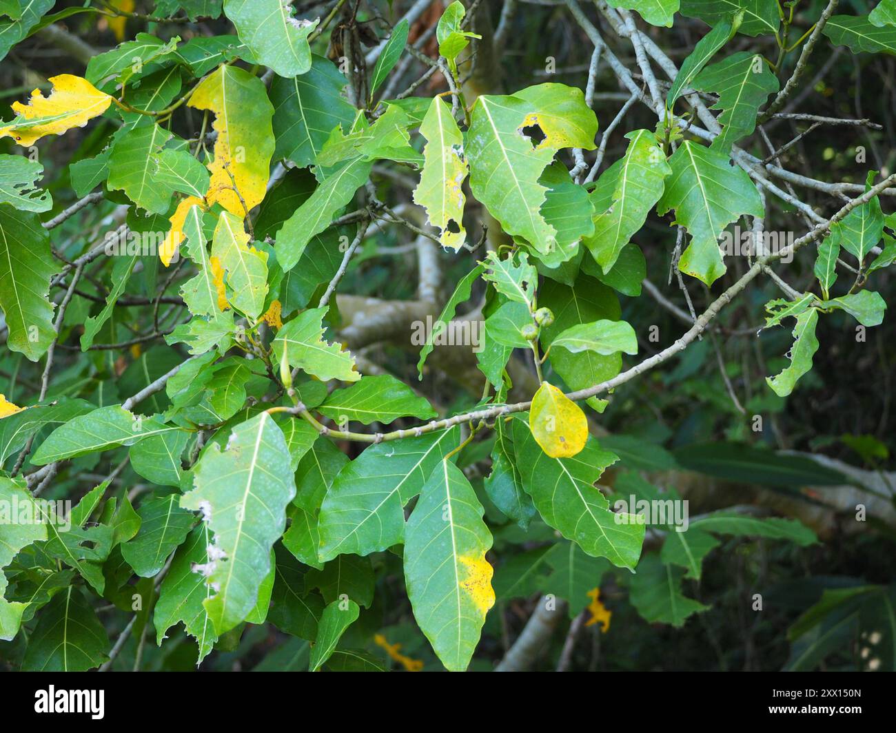 Hauili fig tree (Ficus septica) Plantae Stock Photo - Alamy