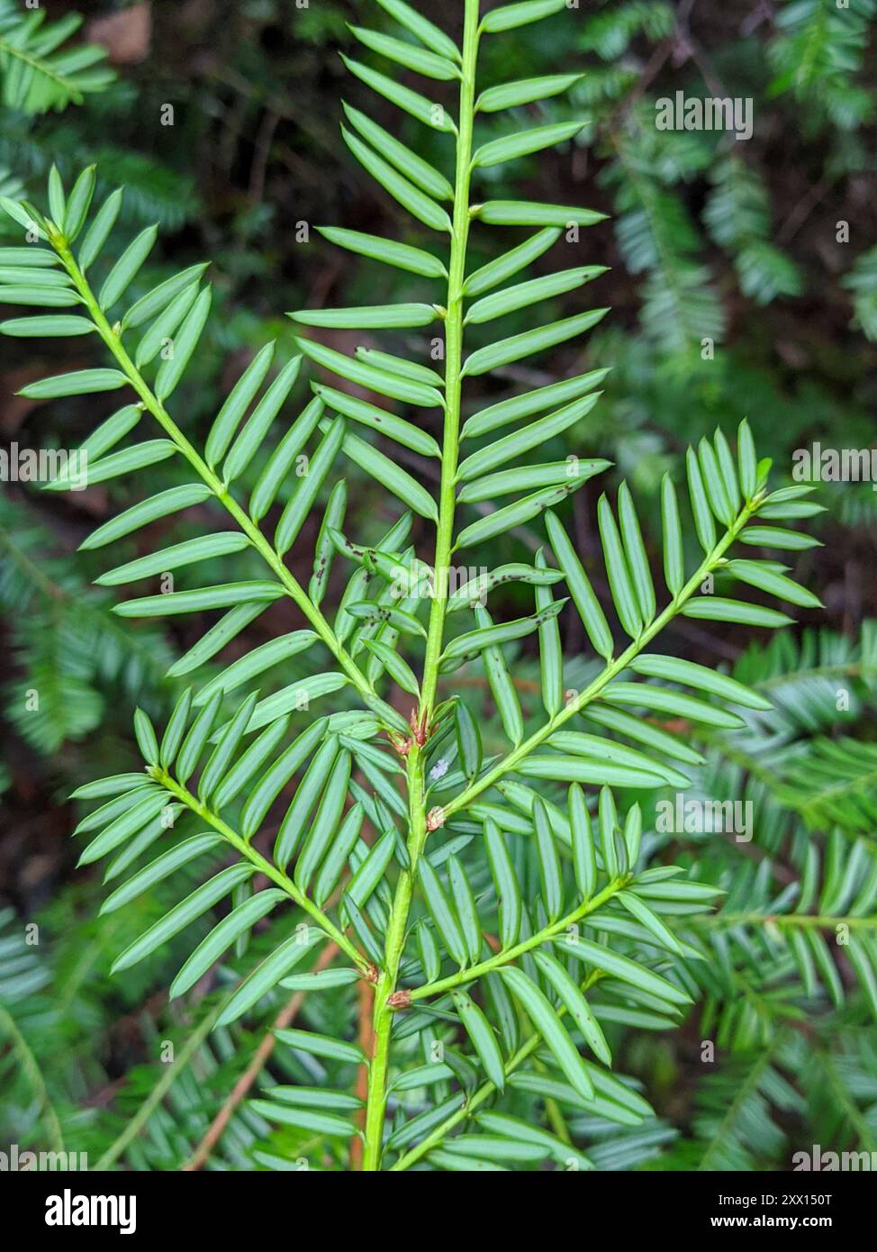 Pacific yew (Taxus brevifolia) Plantae Stock Photo - Alamy