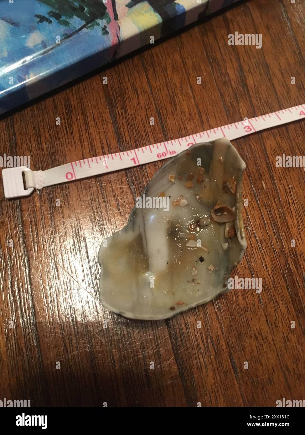 Channeled Whelk (Busycotypus canaliculatus) Mollusca Stock Photo - Alamy