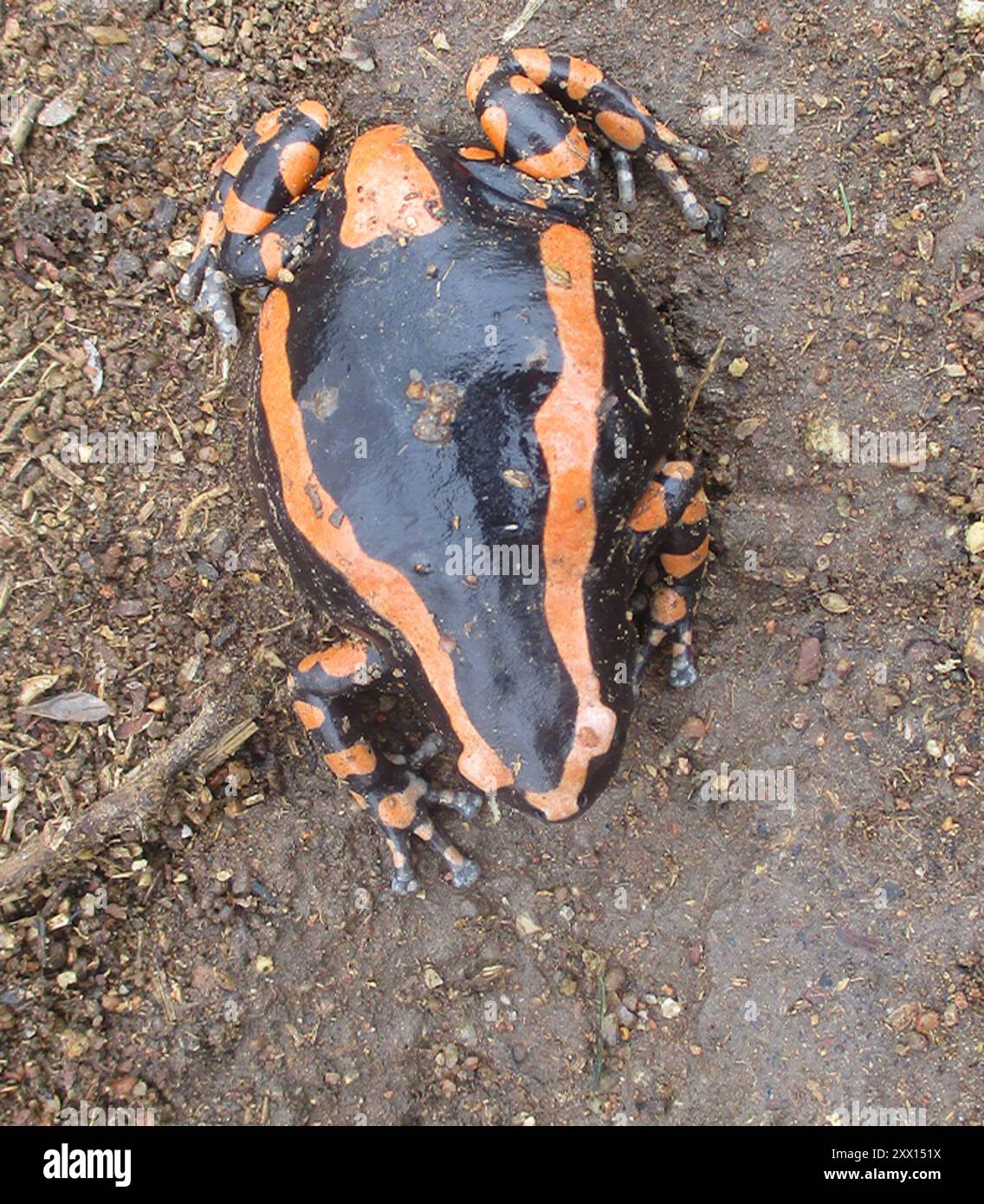 Red-Banded Rubber Frog (Phrynomantis bifasciatus) Amphibia Stock Photo ...