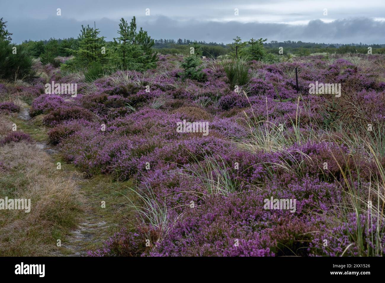 Purple flowering heather in a moor at Filsø in Jutland on the west ...