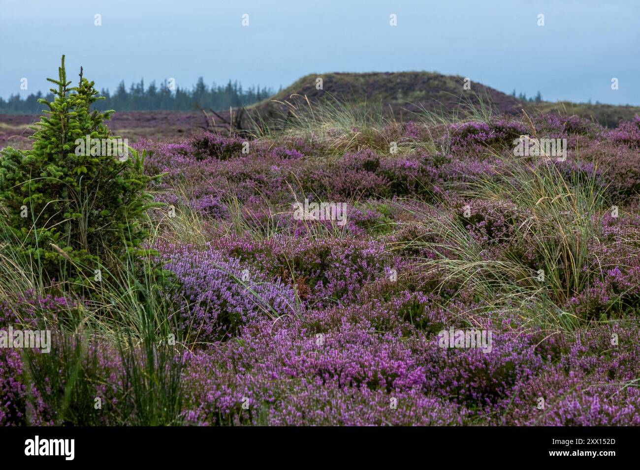 Purple flowering heather in a moor at Filsø in Jutland on the west ...