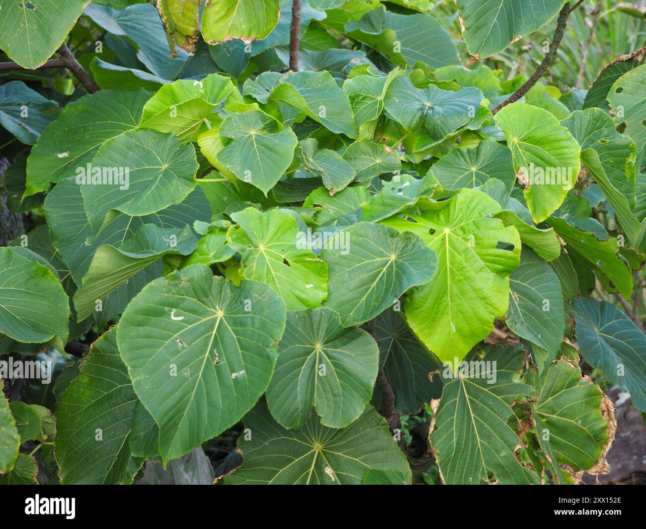 Elephant's Ear (Macaranga tanarius) Plantae Stock Photo - Alamy