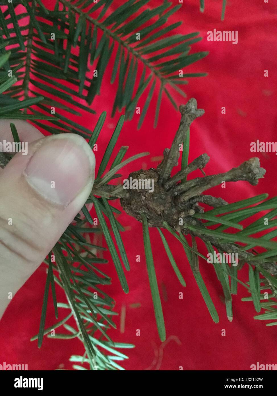 fir broom rust (Melampsorella elatina) Fungi Stock Photo - Alamy