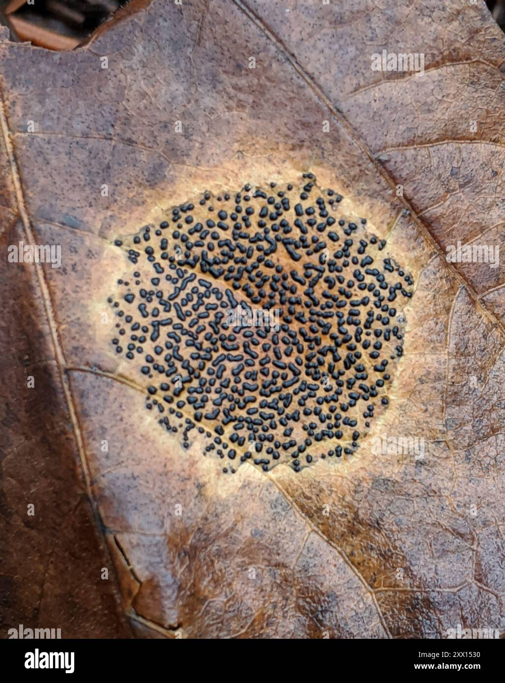 Speckled Tar Spot (Rhytisma punctatum) Fungi Stock Photo - Alamy