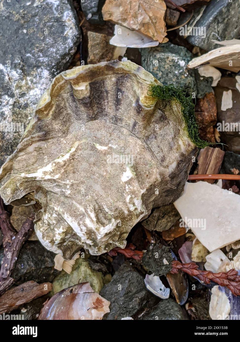 Pacific Oyster (Magallana gigas) Mollusca Stock Photo - Alamy
