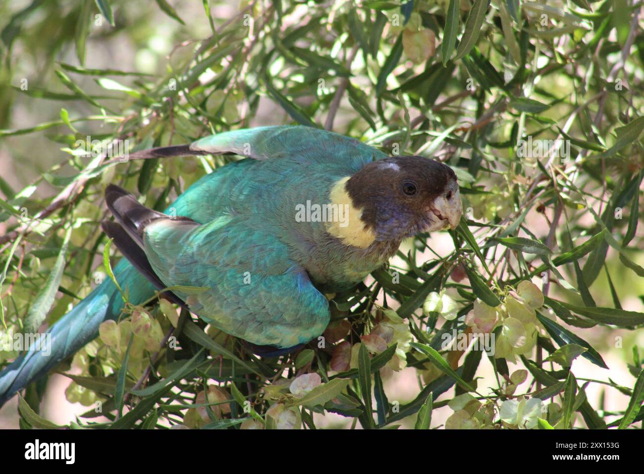 Australian Ringneck (Barnardius zonarius) Aves Stock Photo - Alamy