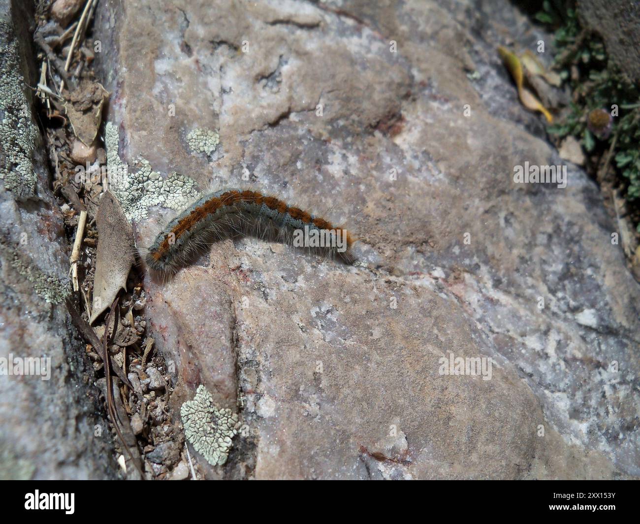 Southwestern Tent Caterpillar Moth (Malacosoma incurva) Insecta Stock ...