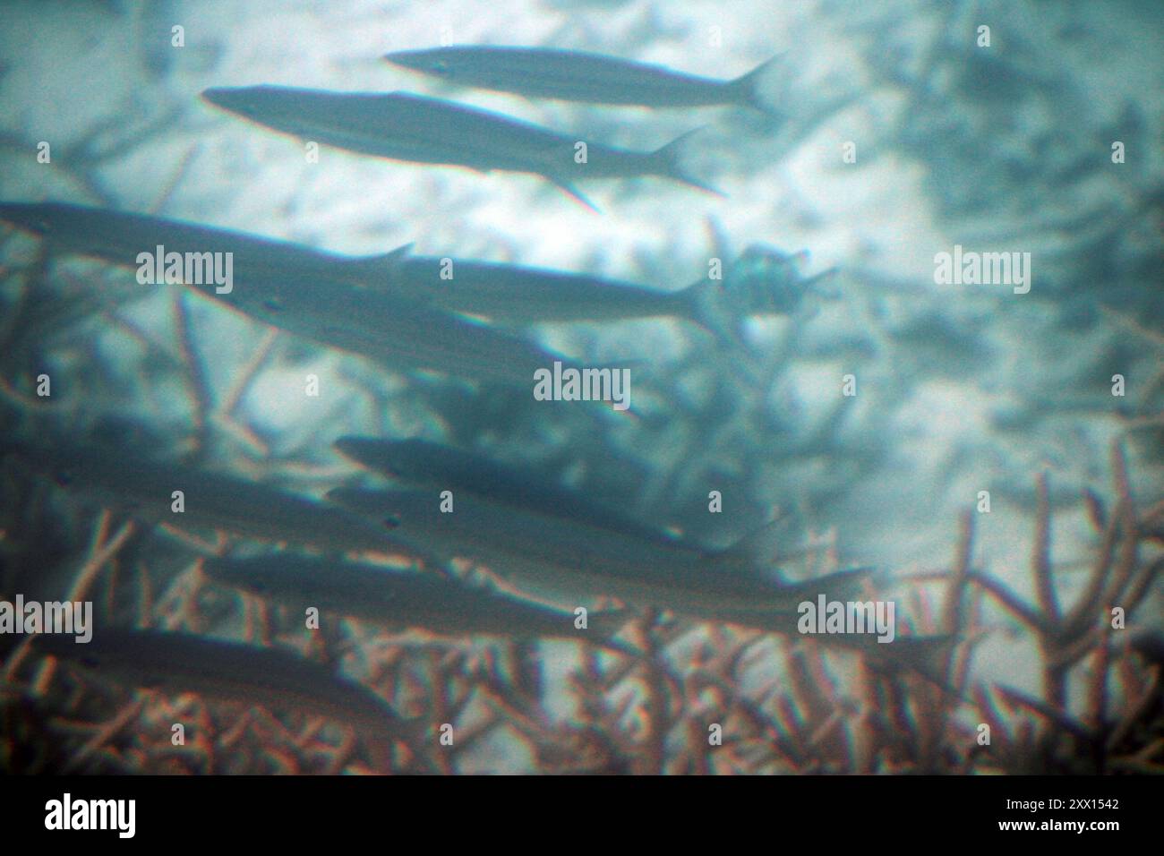 Striped Barracuda (Sphyraena obtusata) Actinopterygii Stock Photo - Alamy