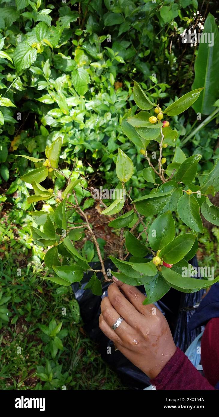 myrtle family (Myrtaceae) Plantae Stock Photo - Alamy