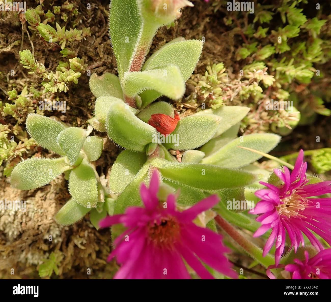Fire Sheepfig (Delosperma sutherlandii) Plantae Stock Photo - Alamy