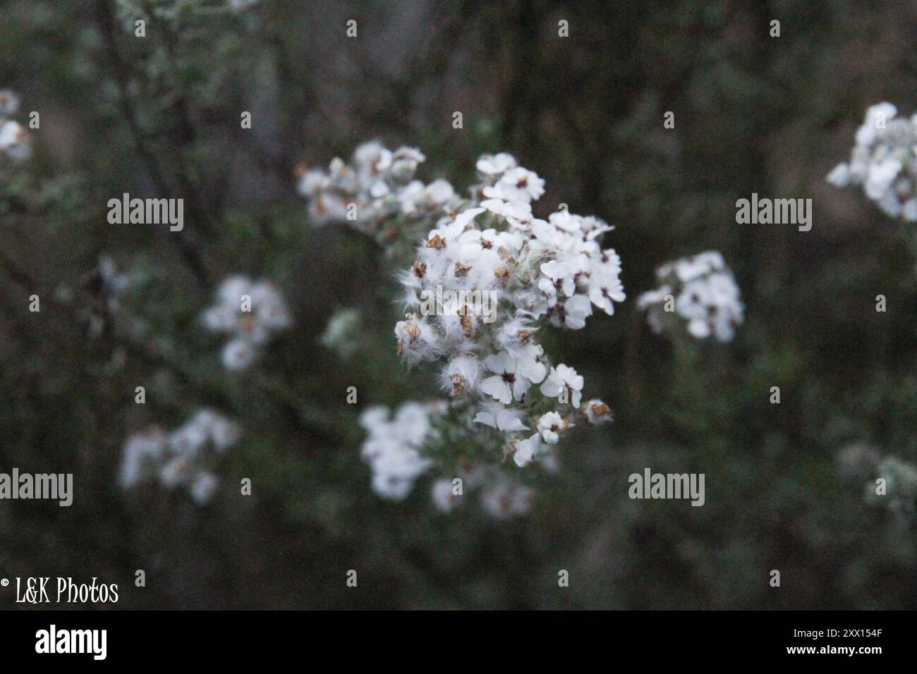 Cape Snow Bush (Eriocephalus africanus) Plantae Stock Photo - Alamy