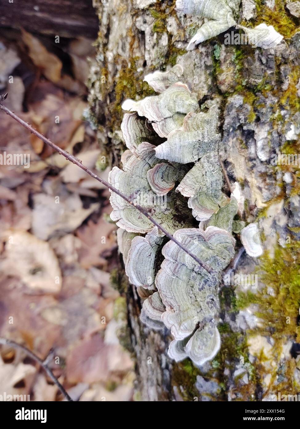 Stereum fasciatum hi-res stock photography and images - Alamy