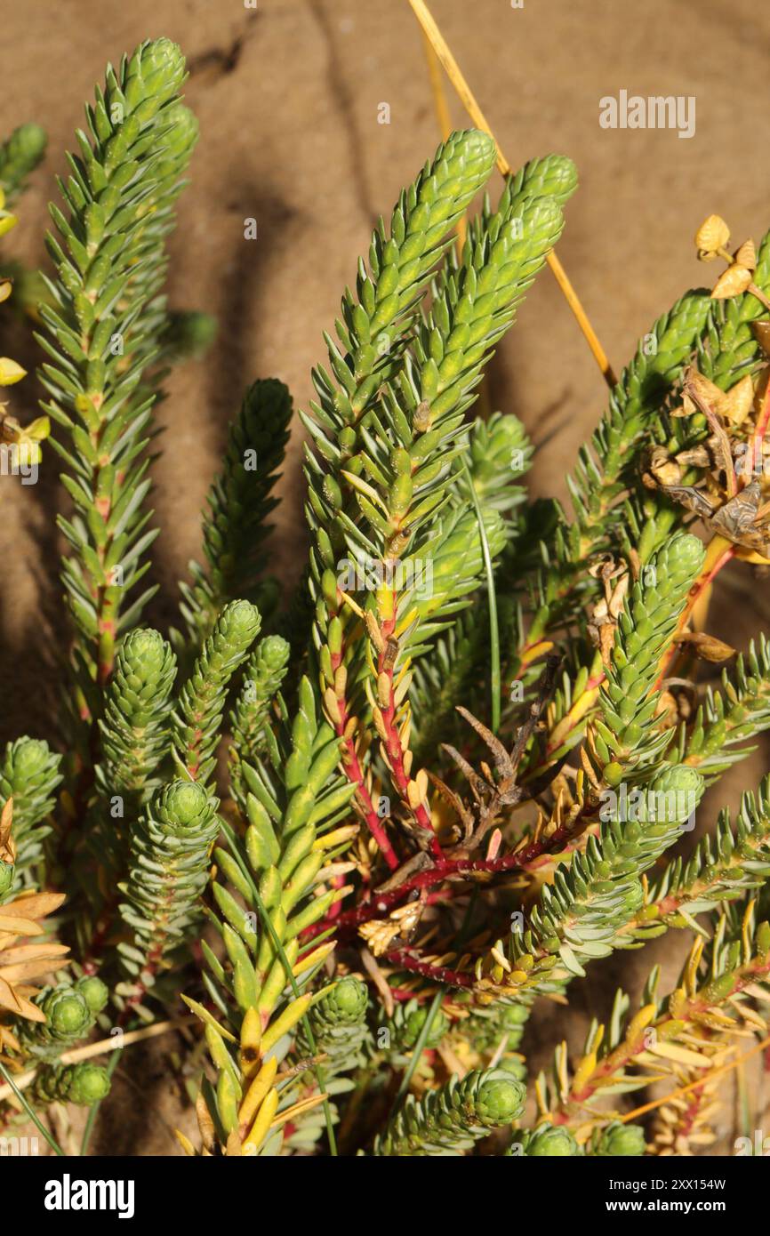 Sea Spurge (Euphorbia paralias) Plantae Stock Photo - Alamy