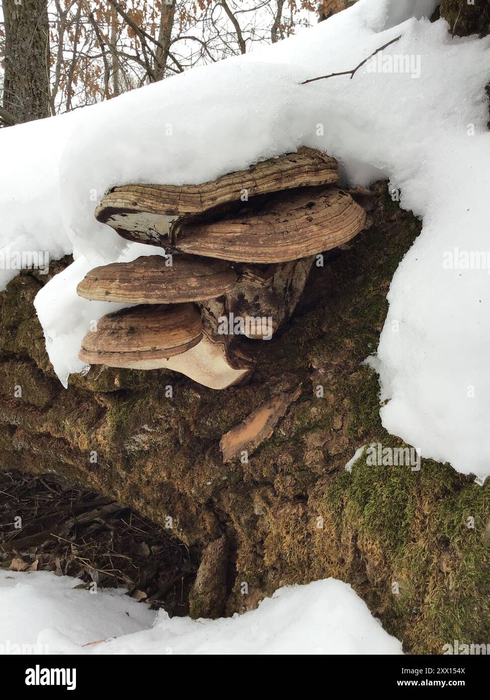artist's bracket (Ganoderma applanatum) Fungi Stock Photo - Alamy