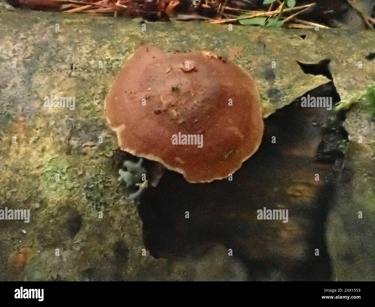Winter polypore (Lentinus brumalis) Fungi Stock Photo - Alamy