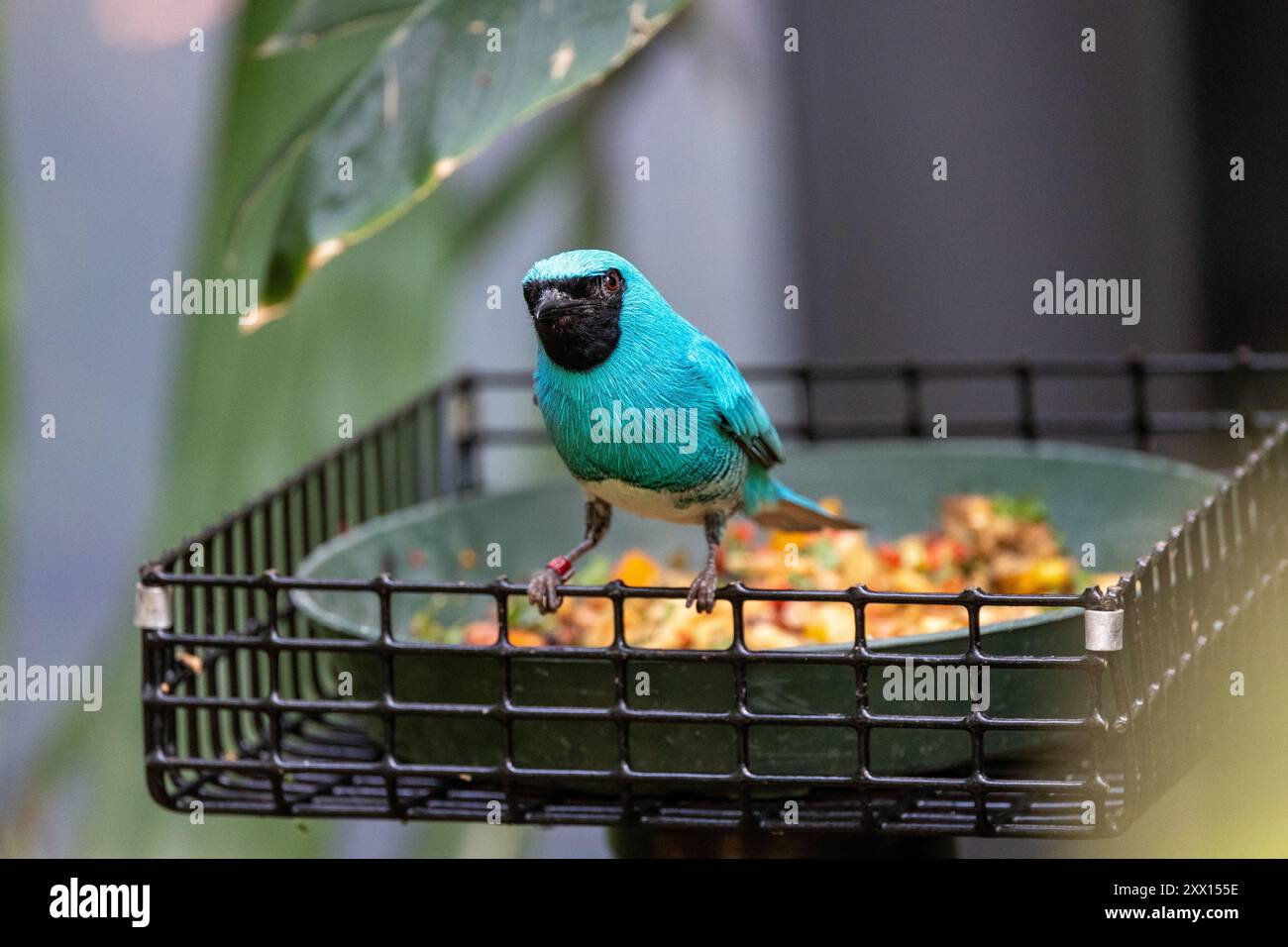 Swallow tanager eating on a feeder Stock Photo - Alamy