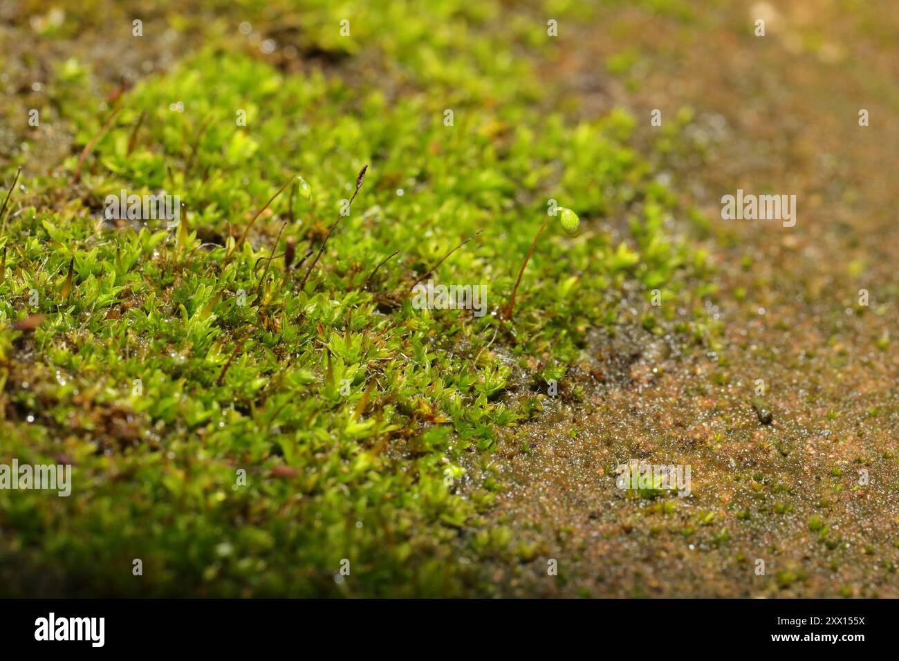 Wall Screw-moss (Tortula muralis) Plantae Stock Photo - Alamy